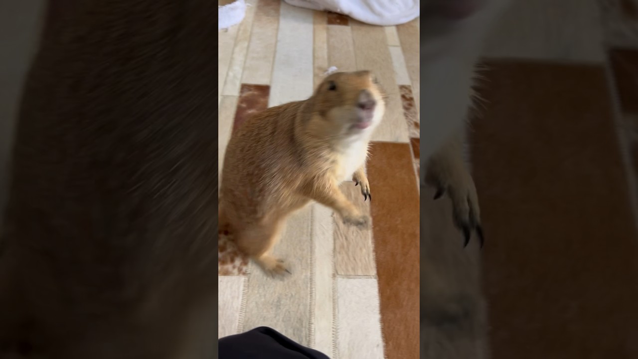 Prairie dog sneezes in a cute moment