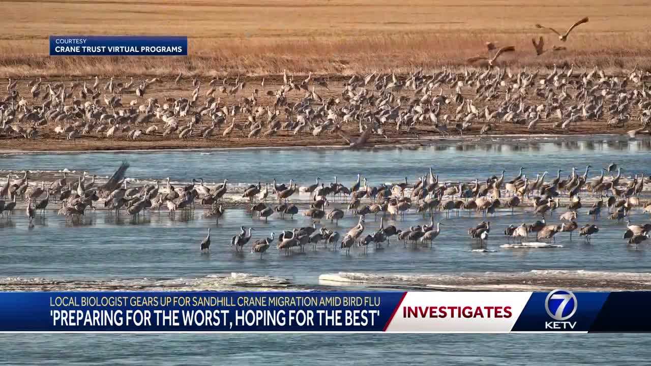 'That's pretty concerning': Sandhill crane deaths from bird flu in ...