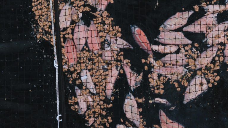 EPA unsure about Tasmanian salmon mortality numbers, antibiotic use and ...