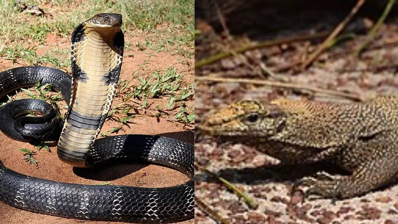 King cobra vs monitor lizard: Key differences and who would win in a battle