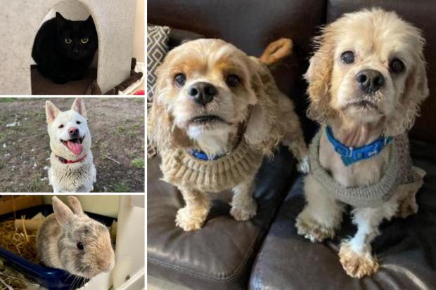 Five pets from RSPCA Brighton who are on the lookout for their forever ...