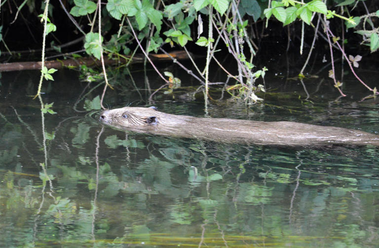 Landmark day for future of beavers