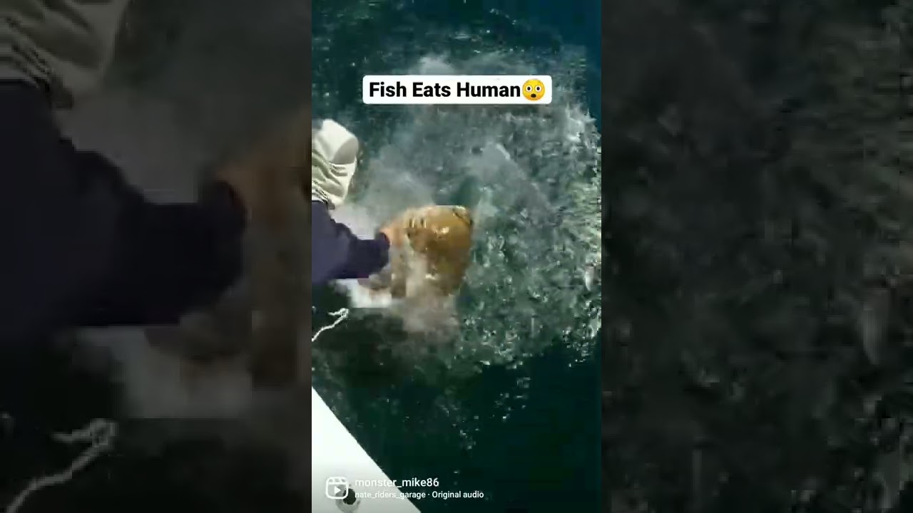 BIG FISH vs HUMAN!!!