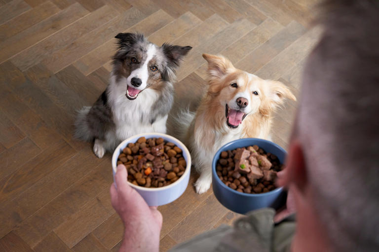 6 Dog-Friendly Activities To Do In London