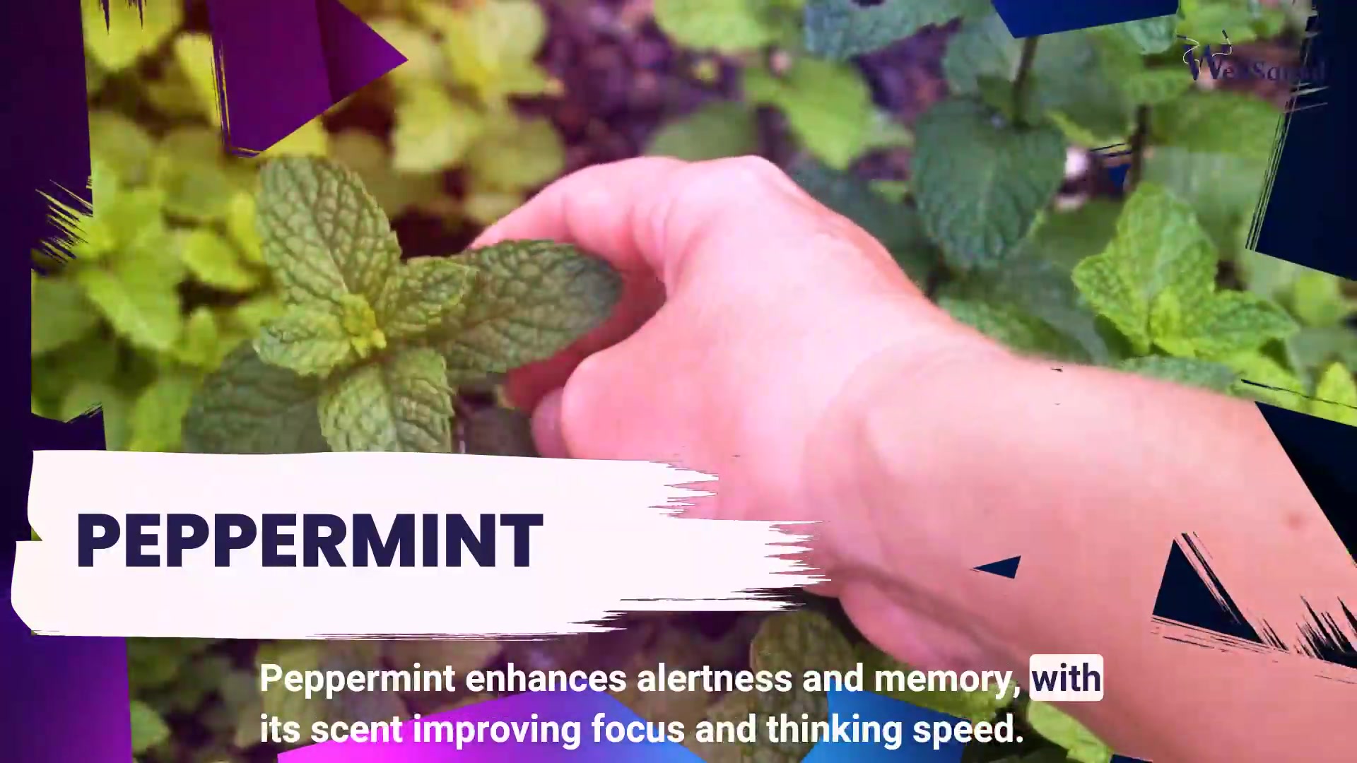 10 Best Herbs & Spices for Brain Health, Memory, and Staying Sharp!