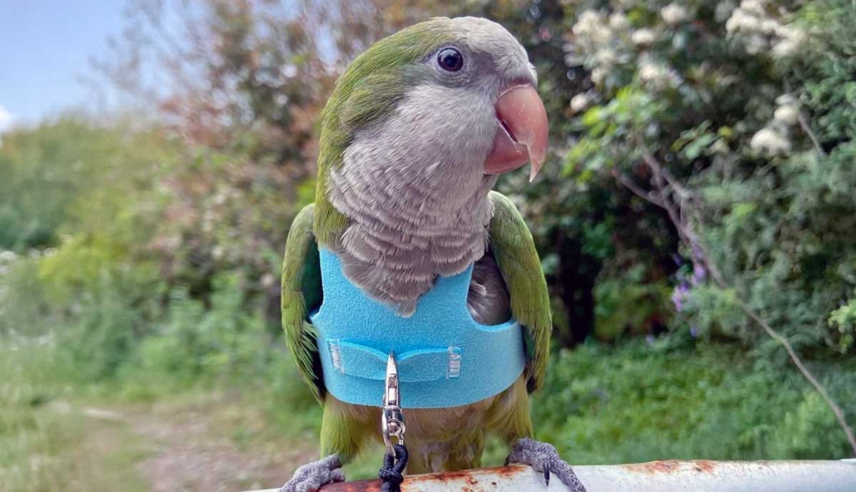 Can You Fly a Pet Bird on a Leash?