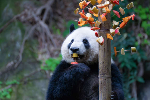 Don't be fooled: these cute animals could kill you Don't be fooled: these cute animals could kill you
