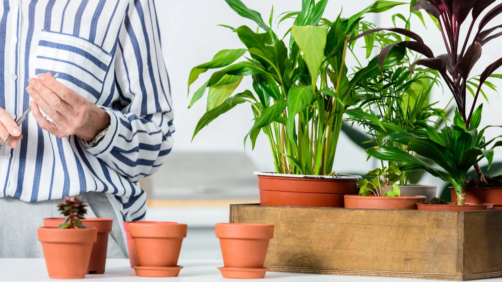 These Plant Care Myths Are Killing Your Houseplants