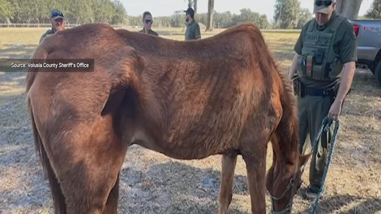 Volusia woman charged with animal cruelty over starving and neglected ...