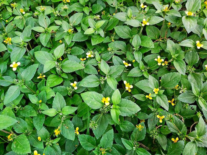 The Perfect Ground Cover Plants for Every Landscape