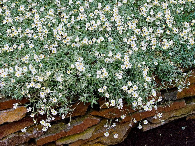 Top 10 Colorful Ground Cover Plants for Your Garden