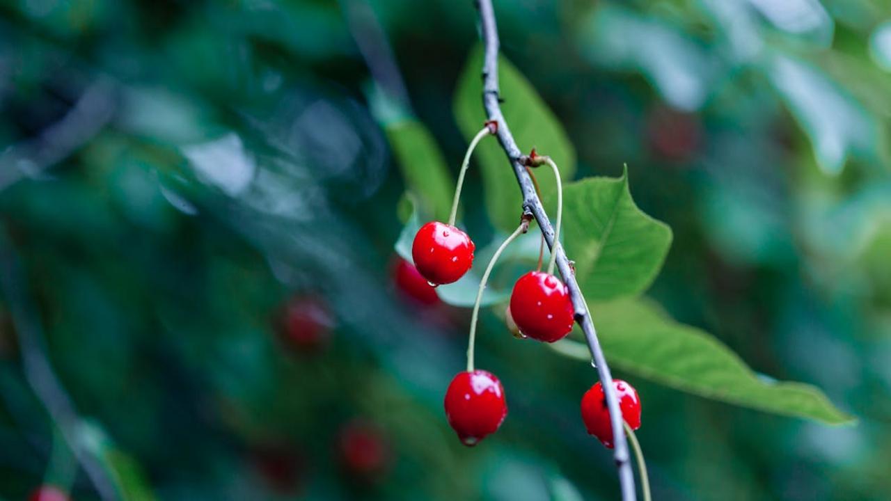 12 wild foods you shouldn't forage without a pro by your side