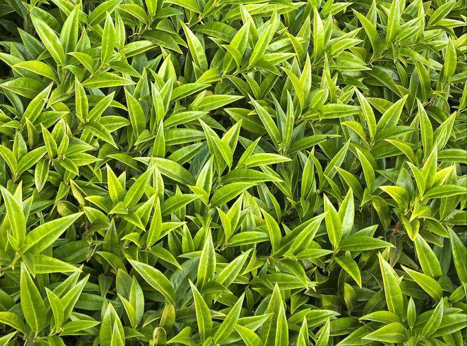 The Perfect Ground Cover Plants for Every Landscape