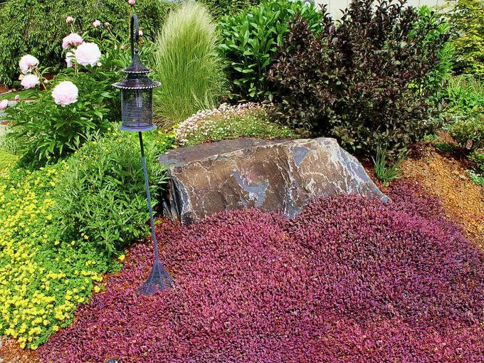Top 10 Colorful Ground Cover Plants for Your Garden