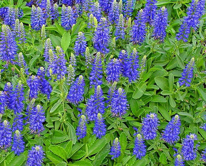 Top 10 Colorful Ground Cover Plants for Your Garden