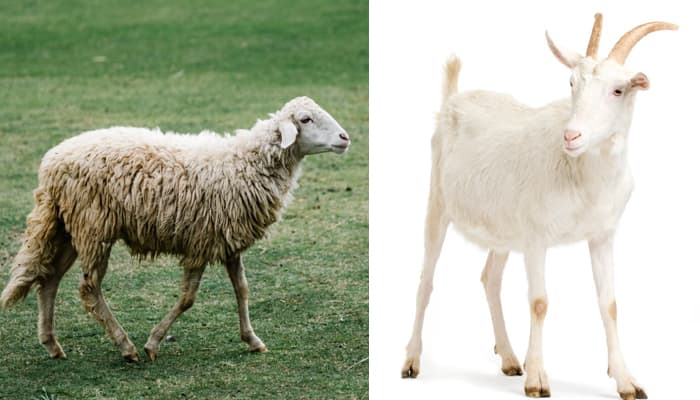 Goat vs Lamb: What's the difference in mutton and which is healthier?