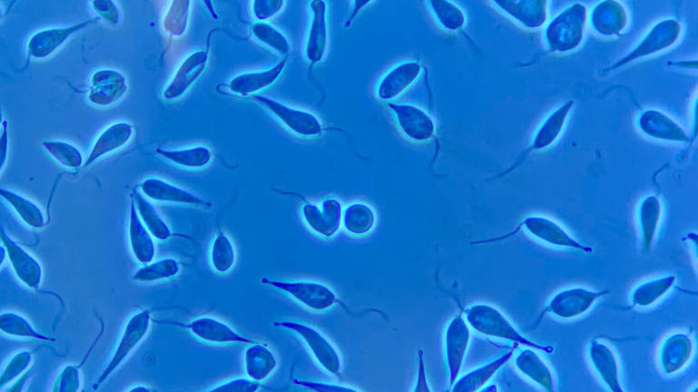 Two gut parasites accelerate honeybee aging, threatening colony stability