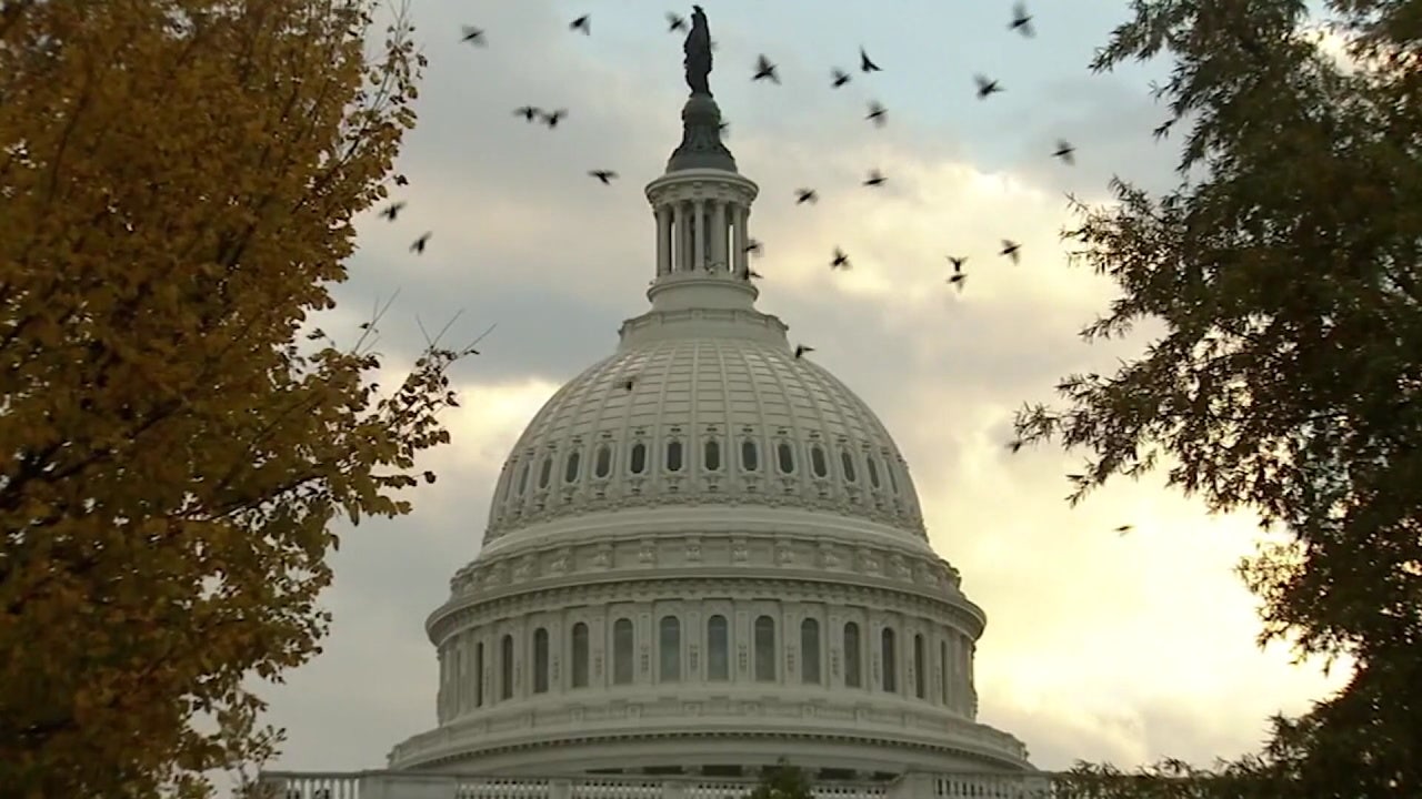 DC could see surge of rats, disease-carrying pests through spring 2025 ...