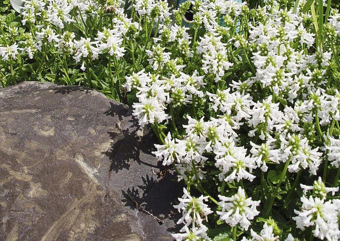 Top 10 Colorful Ground Cover Plants for Your Garden