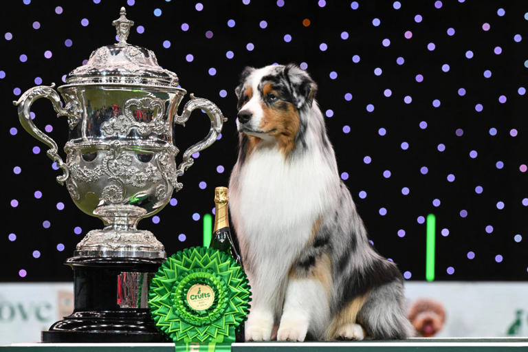 Crufts 2025 Prize Money: Why is it called Crufts, dog show history, and ...