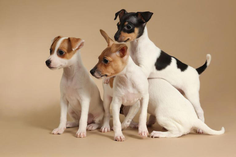 Iconic dog breed dying out with just 45 puppies registered last year