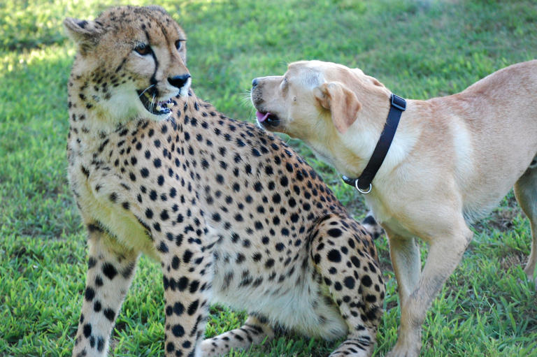 At Richmond zoo, a Labrador is a cheetah's best friend