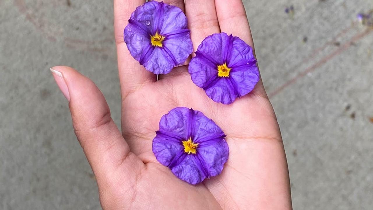 12 wild foods you shouldn't forage without a pro by your side
