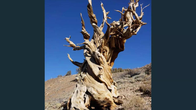 The oldest living tree on Earth is over 48,000 years old