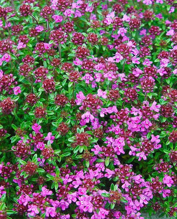 Top 10 Colorful Ground Cover Plants for Your Garden