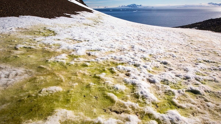 Climate crisis: Melting Antarctic ice could weaken ocean's 'conveyor ... Climate crisis: Melting Antarctic ice could weaken ocean's 'conveyor ...