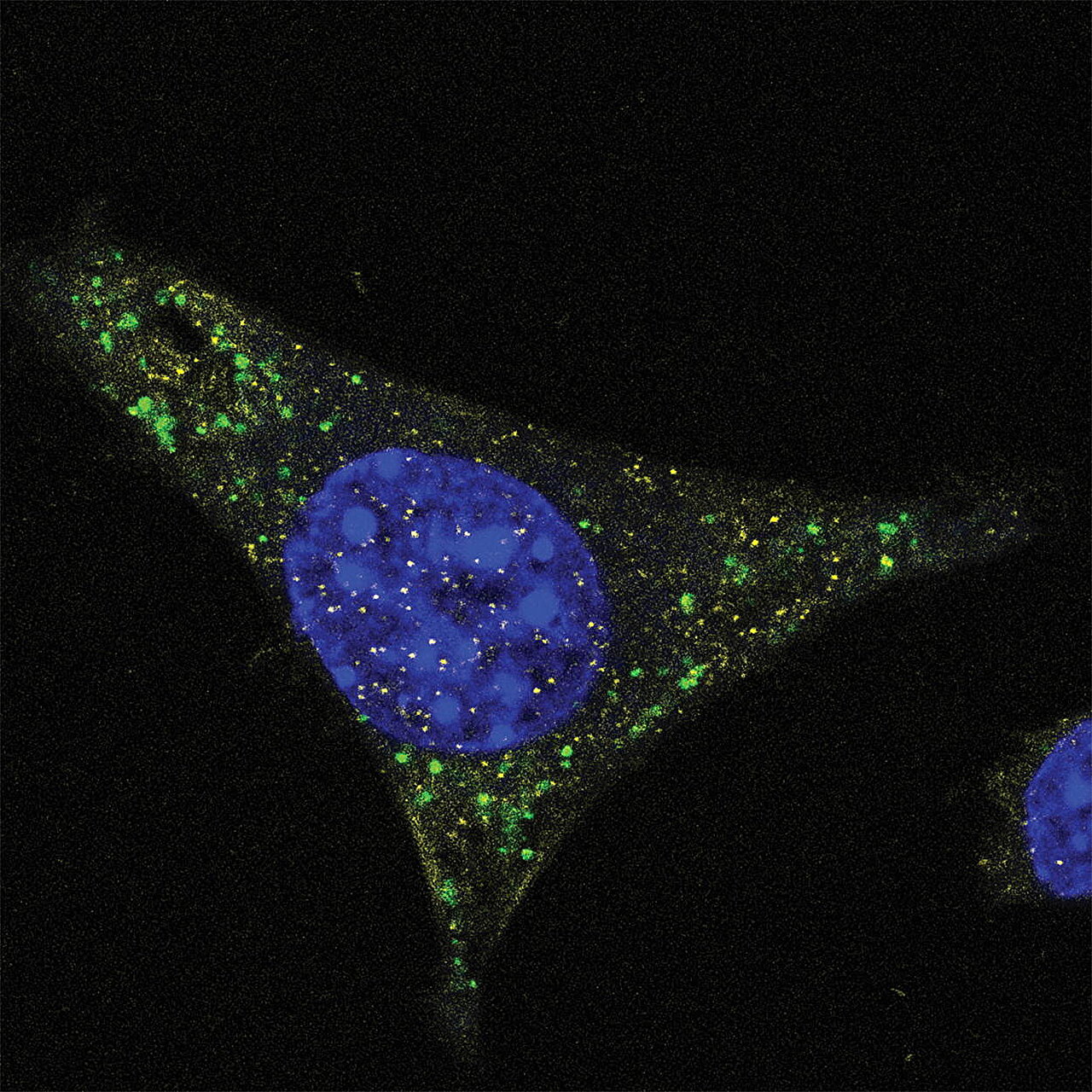 FDA recognizes need for immunogenicity assays in therapeutics with ...