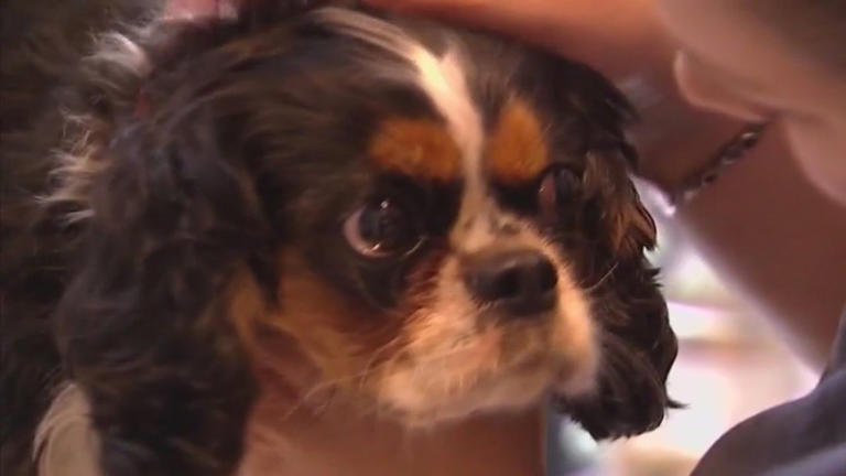 Can you claim pet expenses as tax deductions? And answers to other hot ...