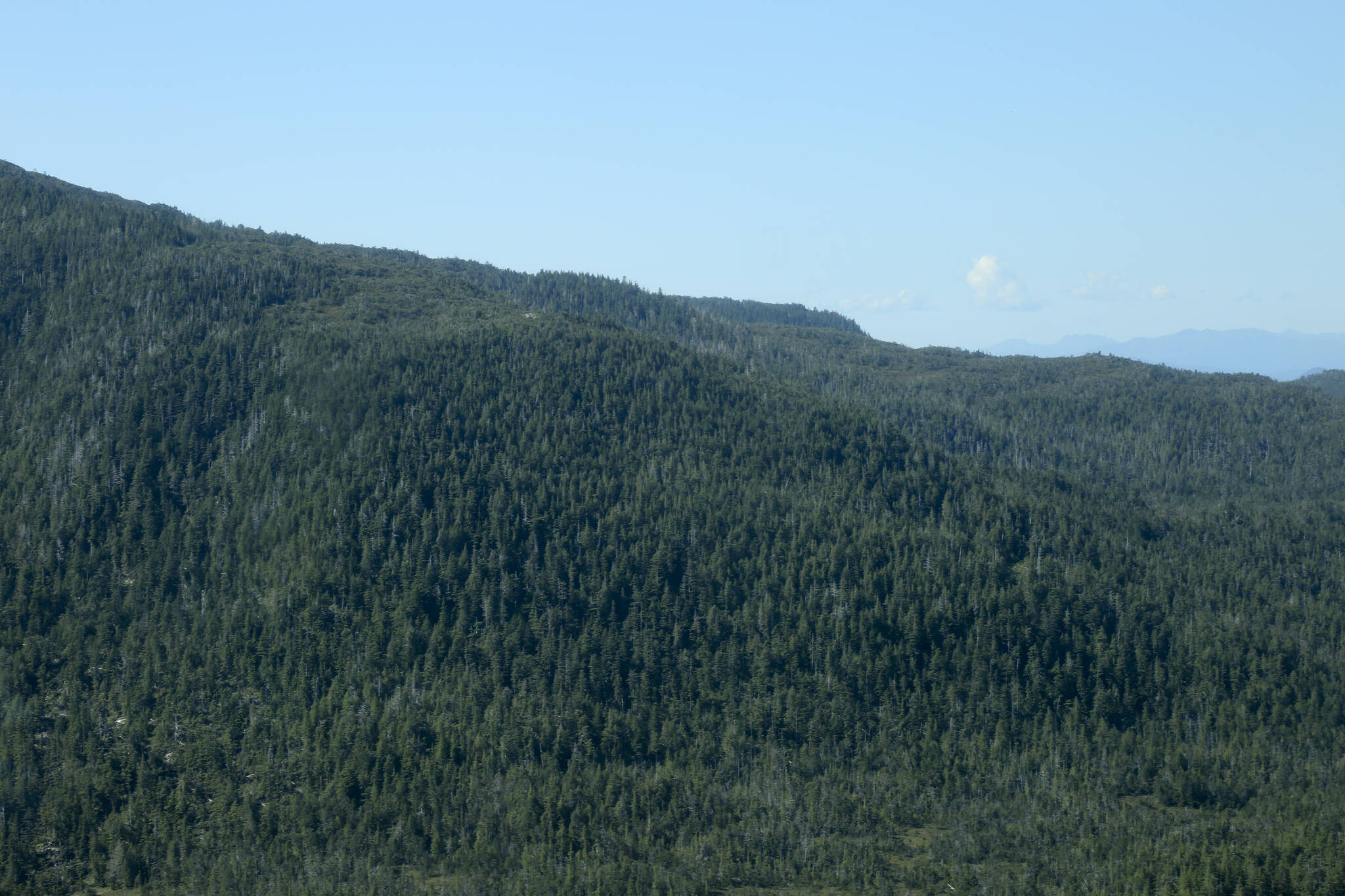 Trump moves to increase logging in national forests