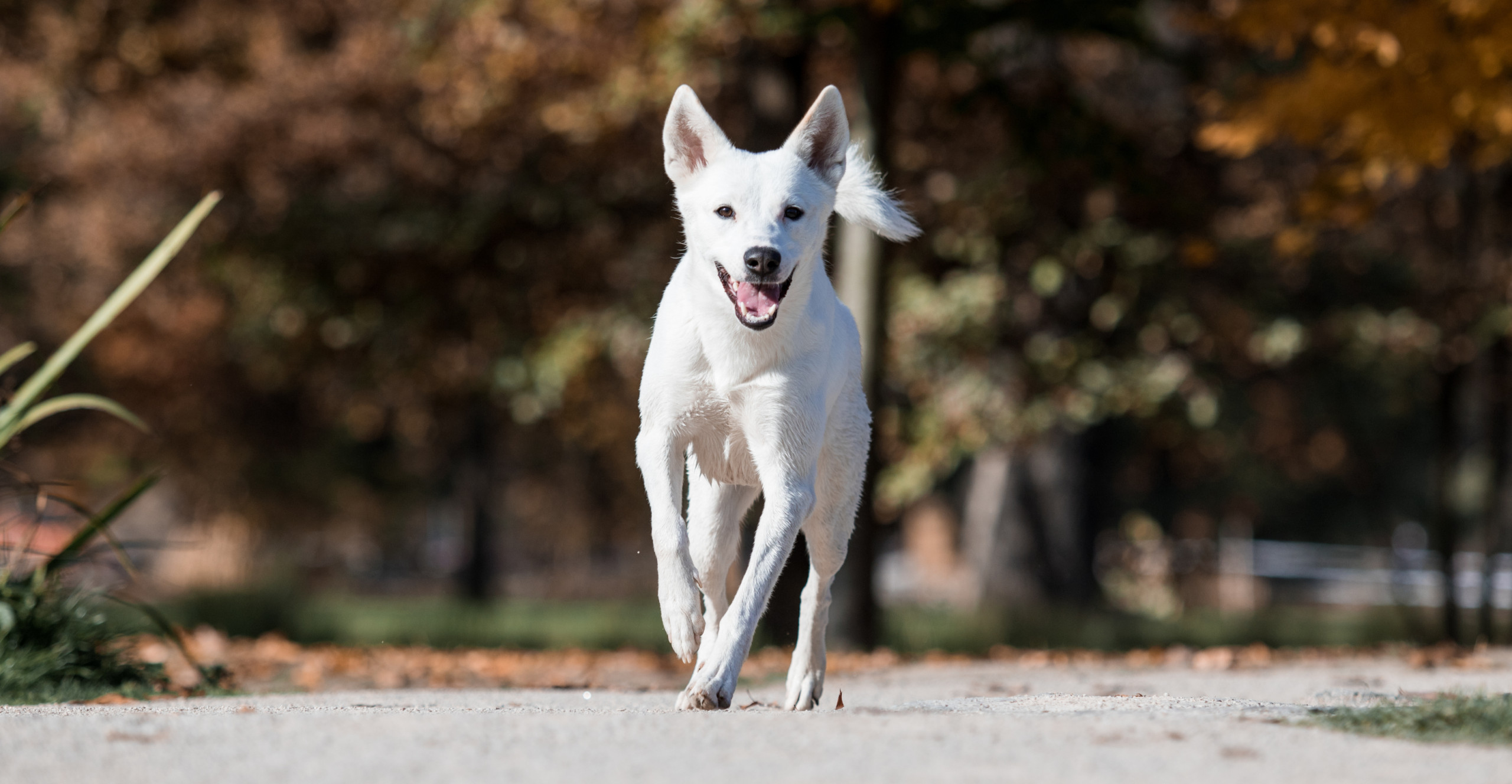 Have you ever heard of these dog breeds?