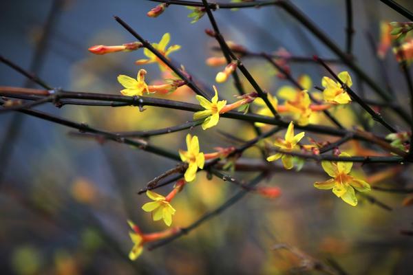 Vitamin D: The effects of too much and too little sunlight on human health