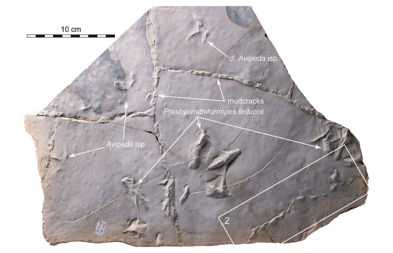 Eocene mudflat fossils reveal ancient waterbird foraging behaviors and ...