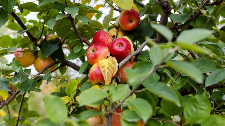 How To Spot Common Apple Tree Pests Before They Take Over