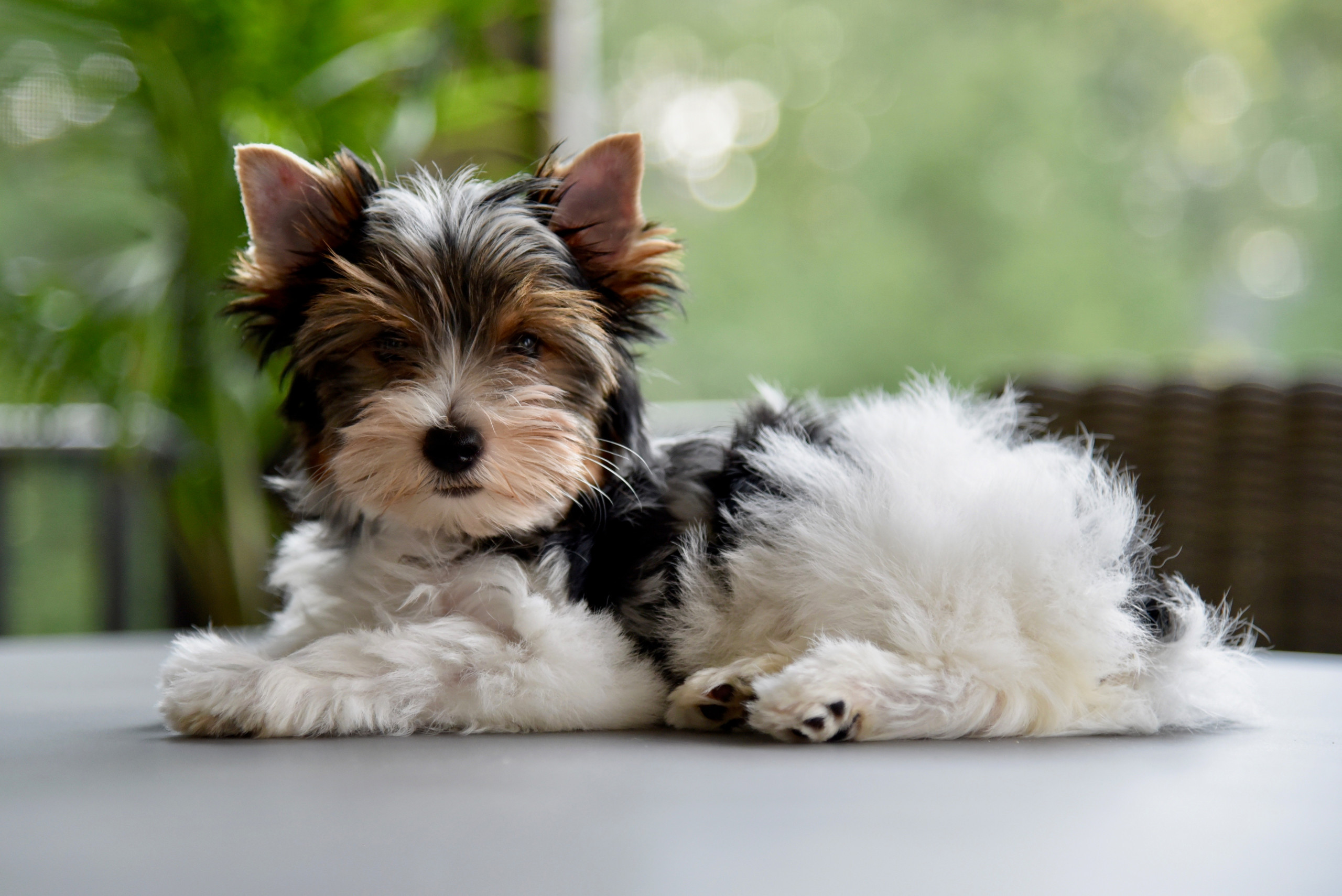 Have you ever heard of these dog breeds?