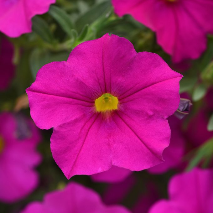 10 Award-Winning New Flowers to Plant in 2024