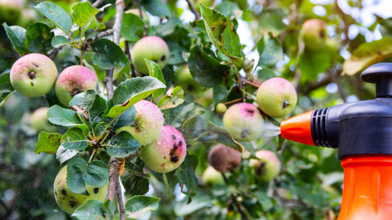 How To Spot Common Apple Tree Pests Before They Take Over
