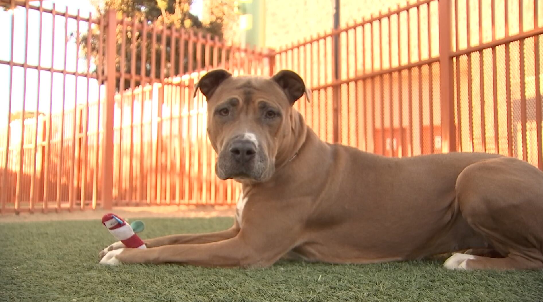 Las Vegas animal rescues encourage fostering after Canine distemper case