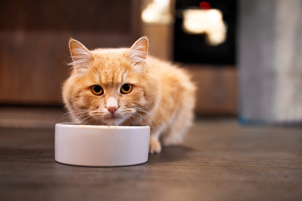Cat Food Being Recalled in Two States—How to Keep Your Pet Safe
