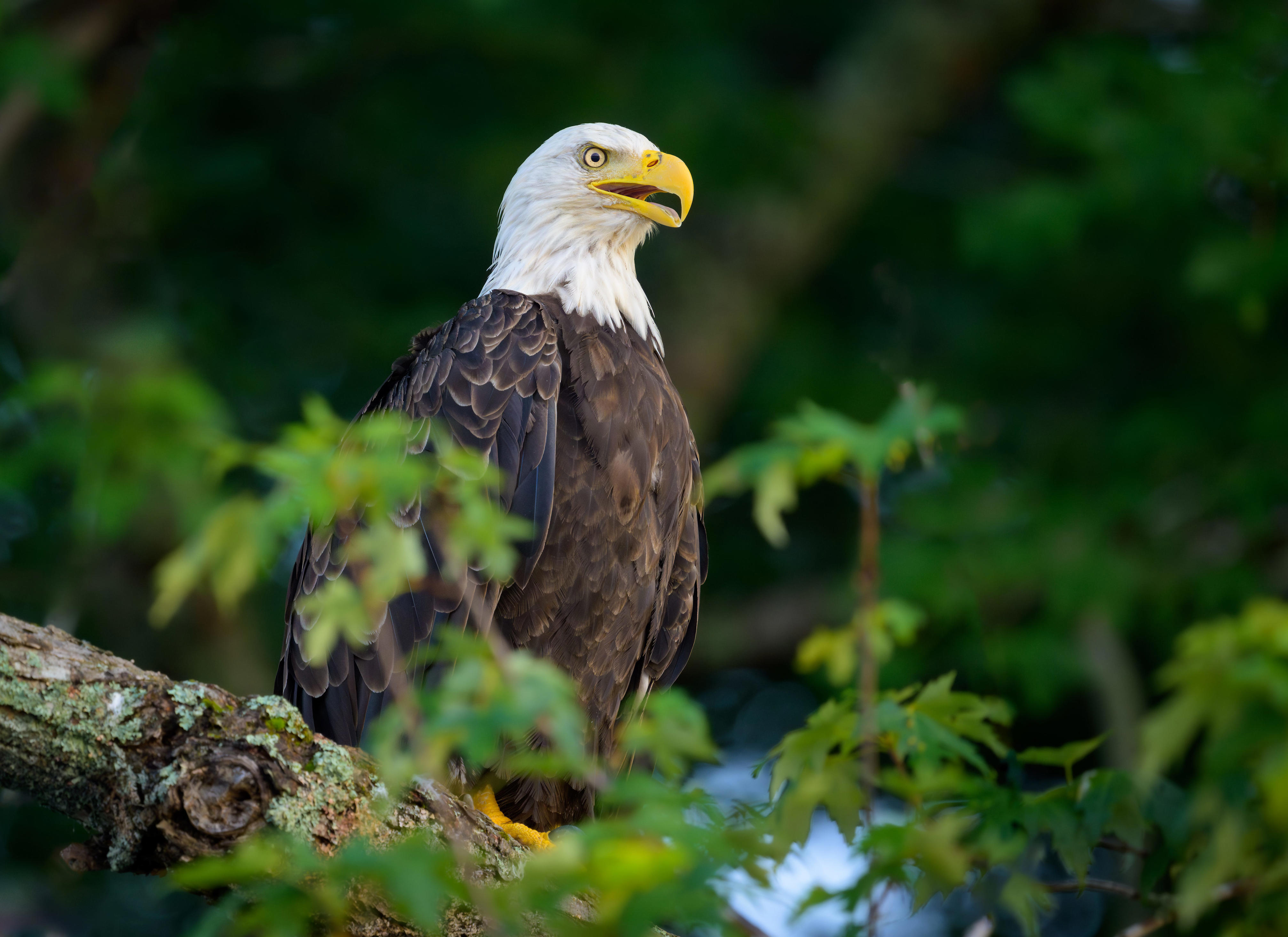 2 eggs in Big Bear's Jackie and Shadow's nest shows signs of hatching