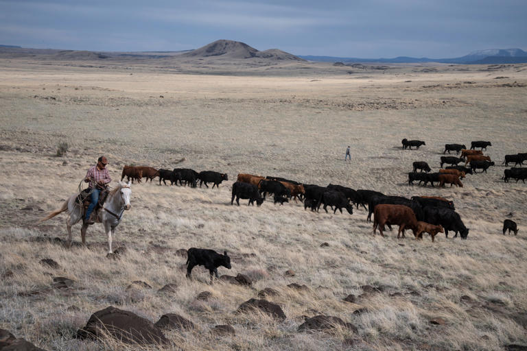 5 C's: For the Browns, cattle ranching is a family business, 'the best ...