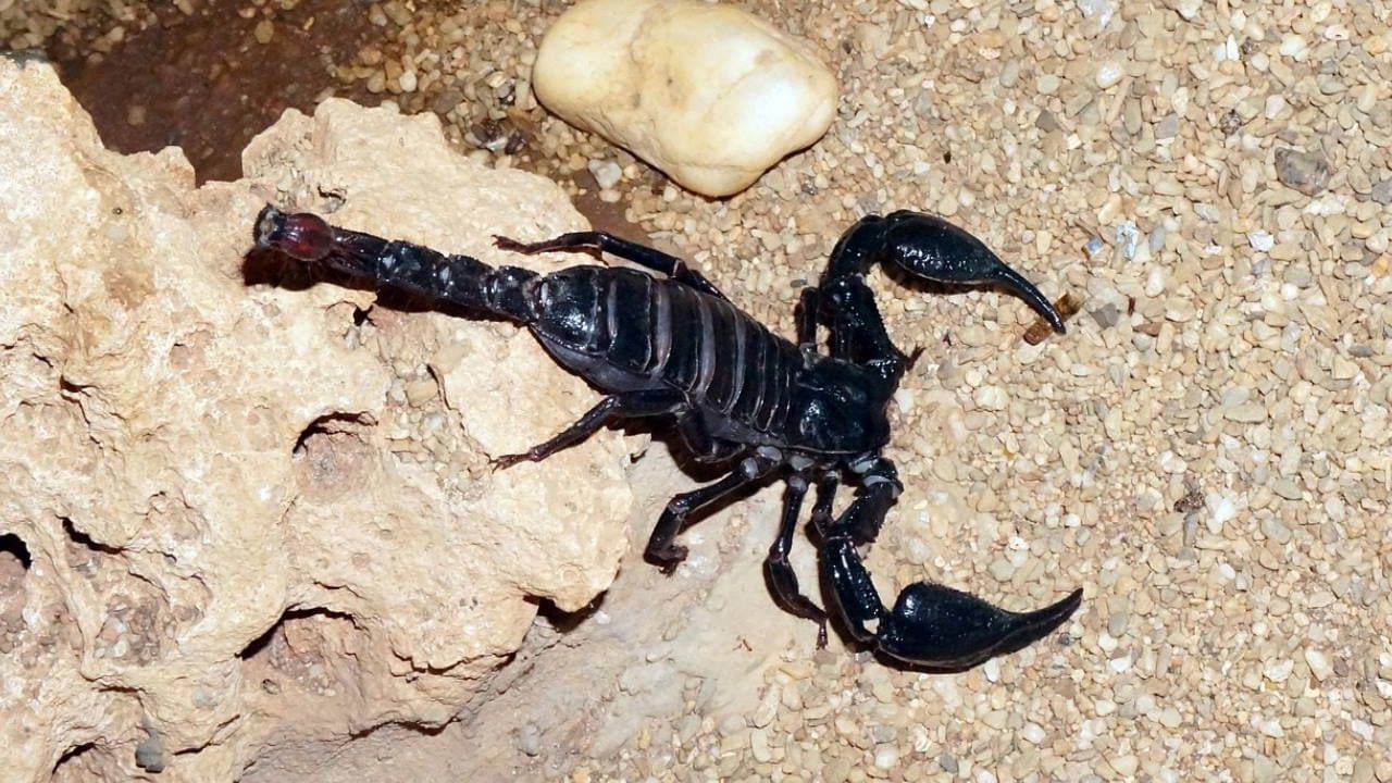 Woman hospitalized after being stung by scorpion at Boston’s Logan ...