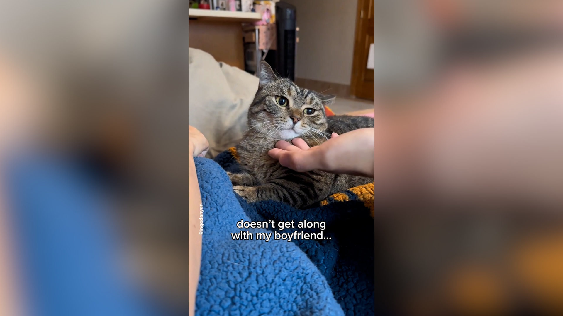 Boy Cat Didn’t Get Along With Owner’s Boyfriend, So She Got Him A Girl Cat
