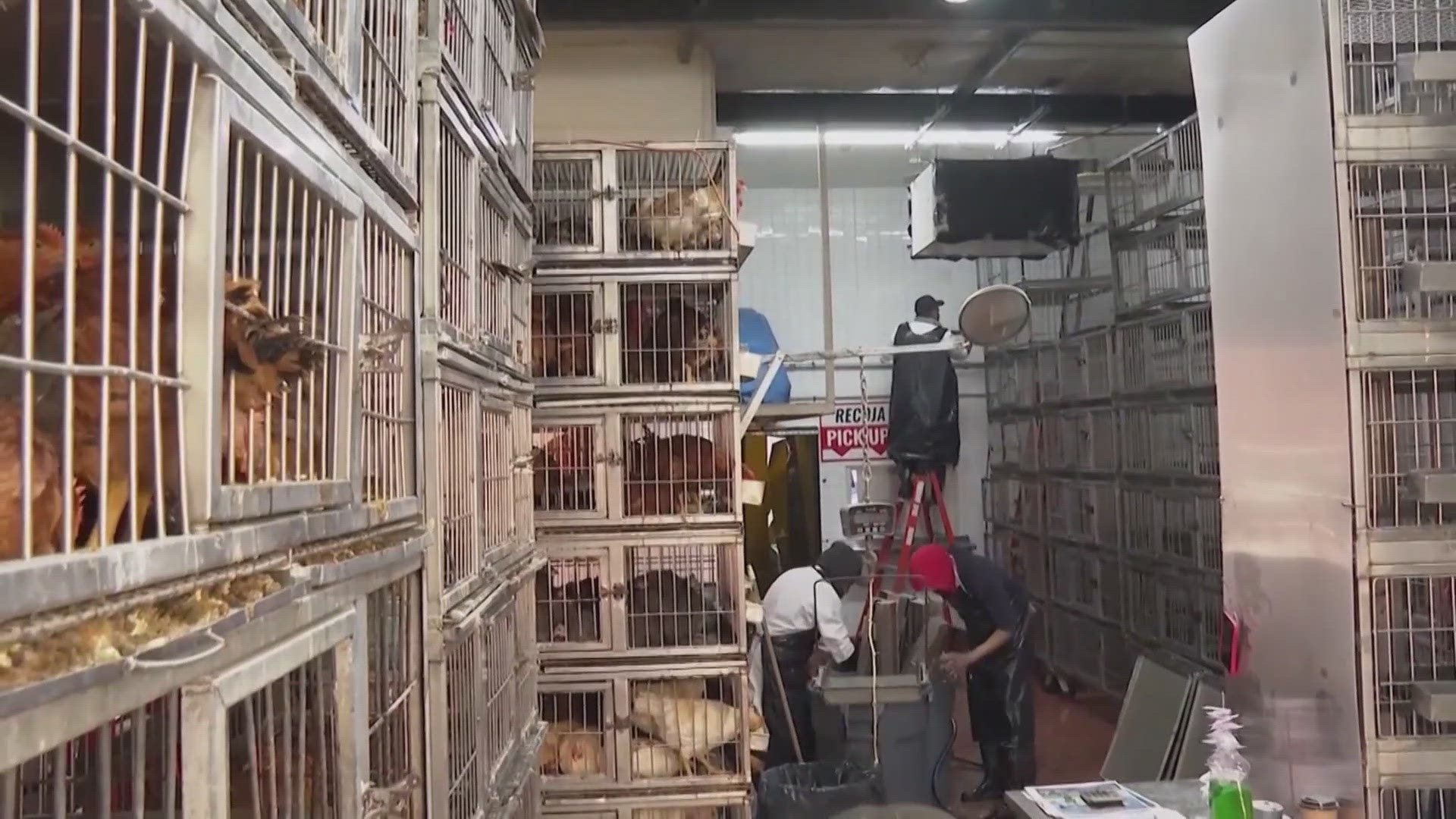 How Triad farmers are protecting their flock from the Bird Flu