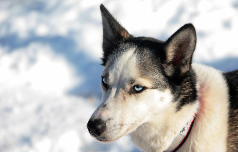 Iditarod standings 2025: Final results, leaderboard for longest-ever ...