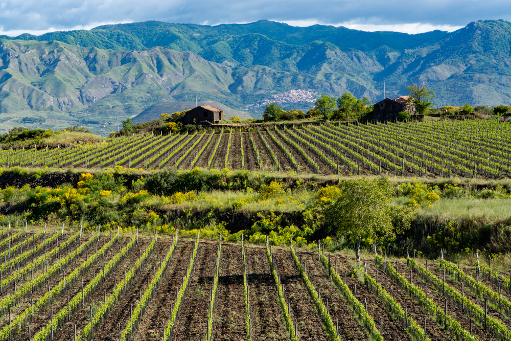 20 authentic, must-visit Sicilian vineyards