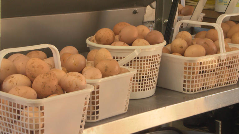 Egg-flation causing boost in sales for Tennessee Valley farmers